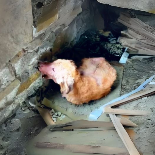 Bullied All His Life, the Dog was Stuck and Had to Eat Bricks to ...